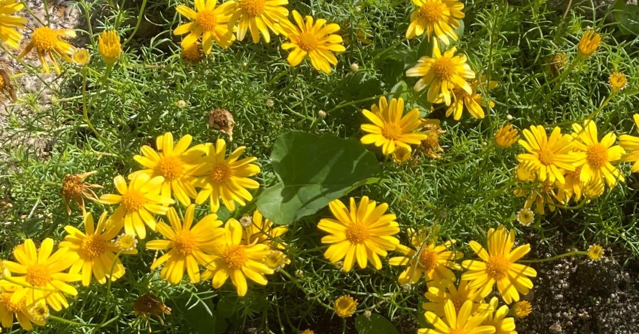 noteはじめました！｜emiko