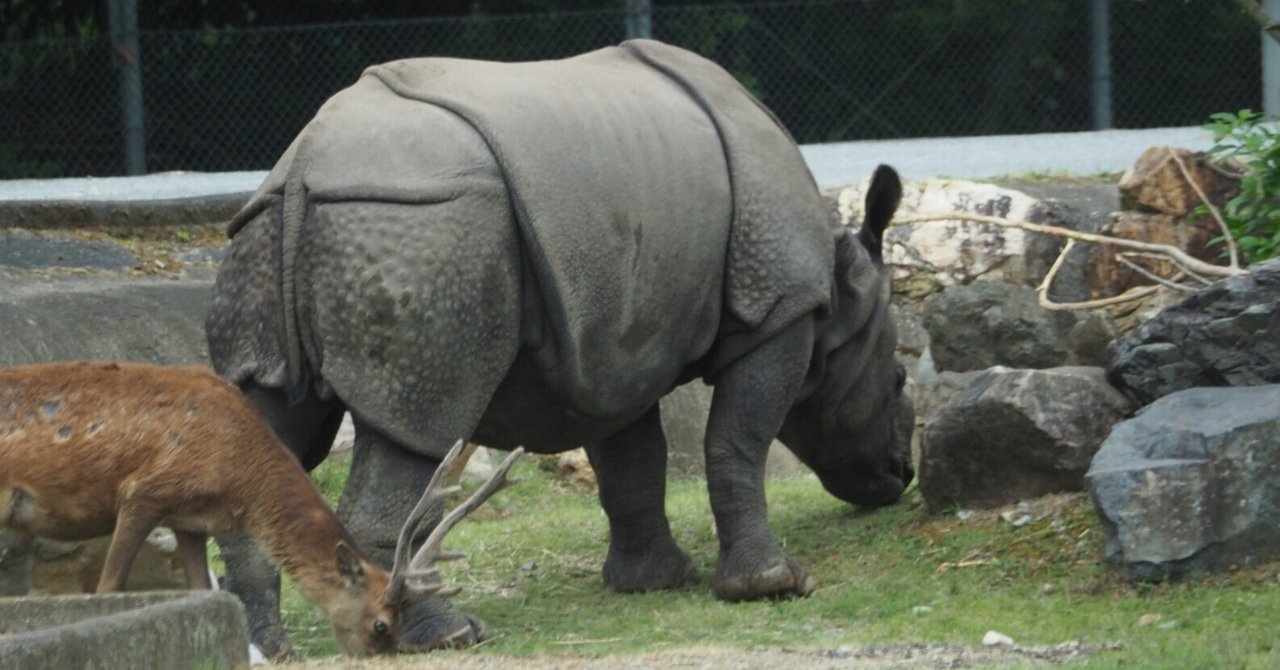 インドサイ Indian Rhinoceros｜M_ayumi