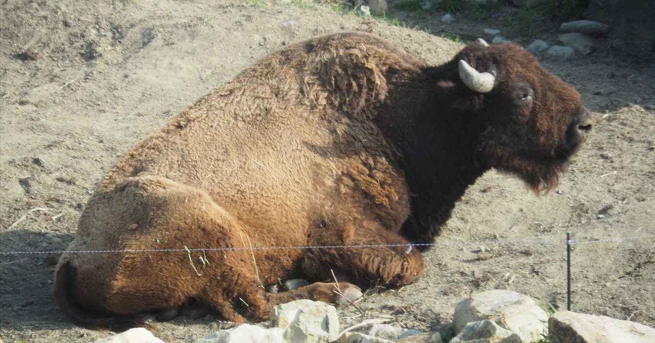 アメリカバイソン American Bison｜M_ayumi