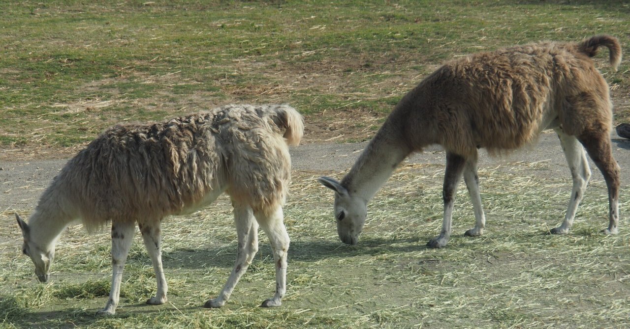 ラマ図鑑 Llama｜M_ayumi