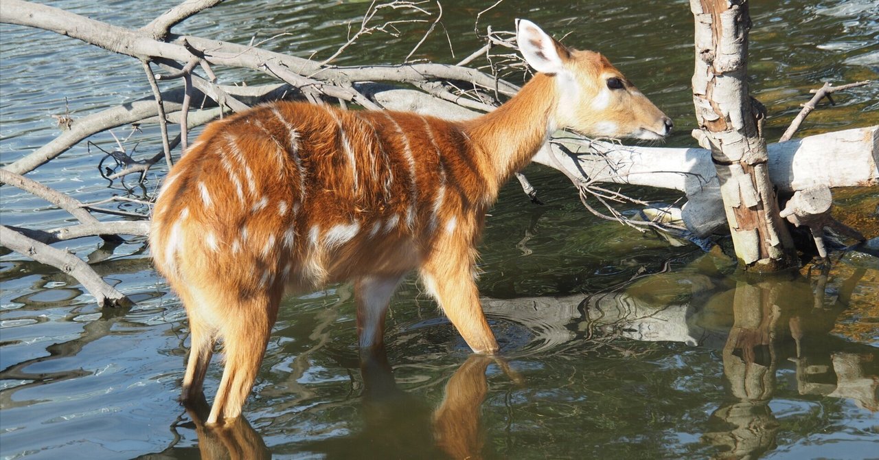 シタツンガ Sitatunga｜M_ayumi