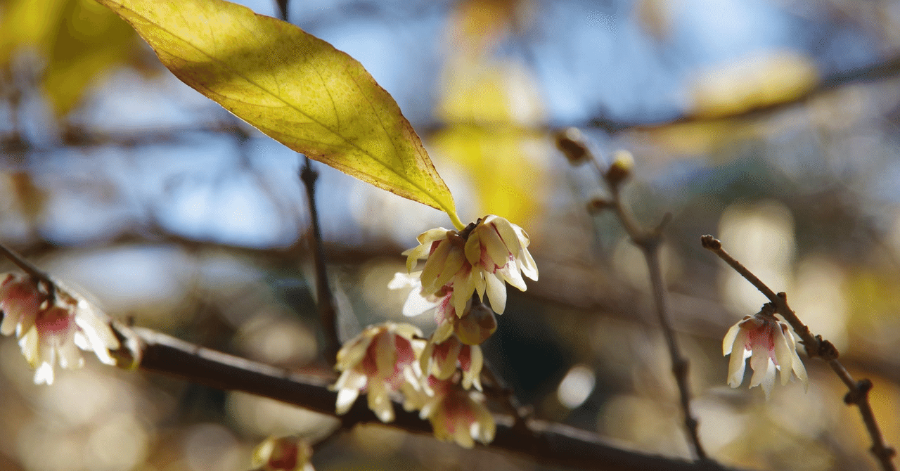 debファイルからインストールする際に依存関係で悩んだら｜blue06_2022