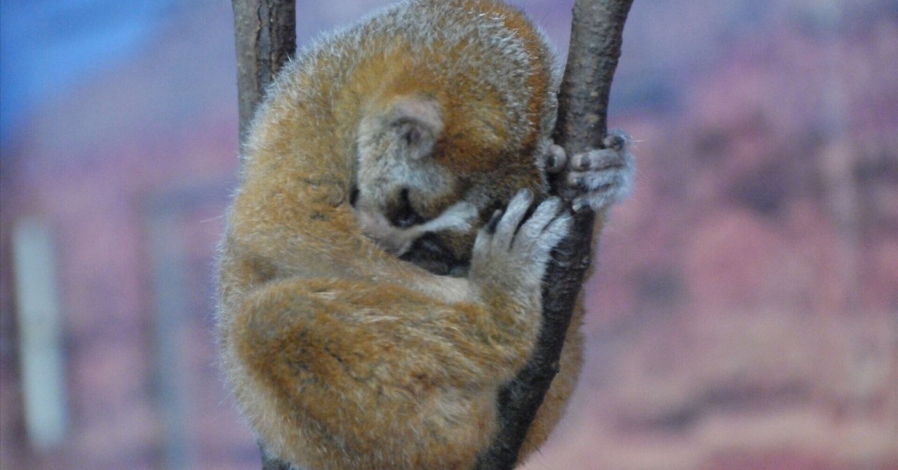 レッサースローロリス Lesser Slow Loris｜M_ayumi