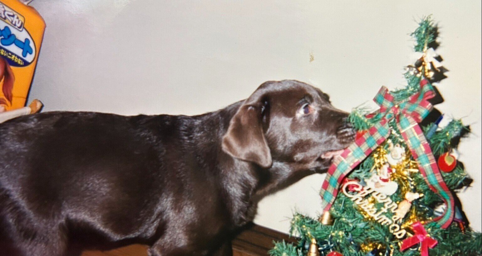 Chisato Ikeda｜note