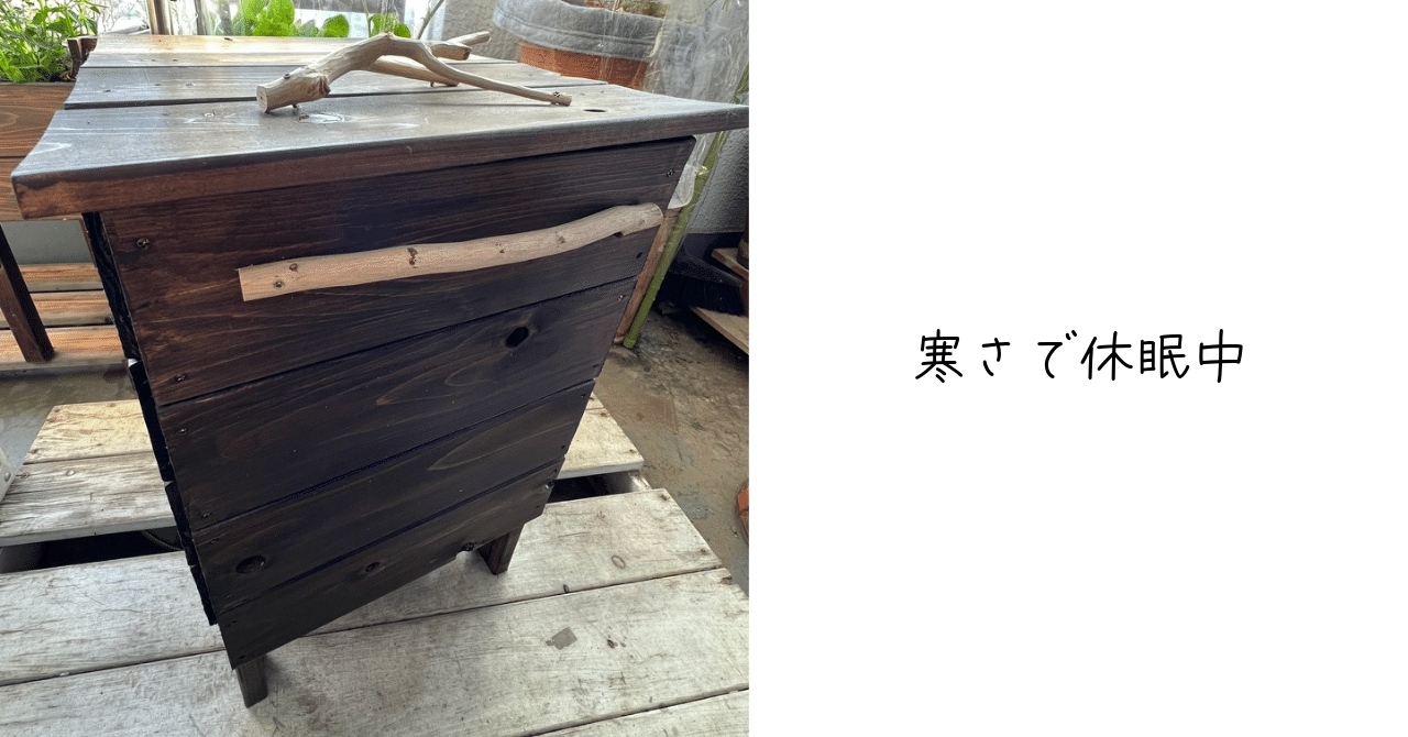 「リフォレスター」3週目報告。｜Ms'HIRO