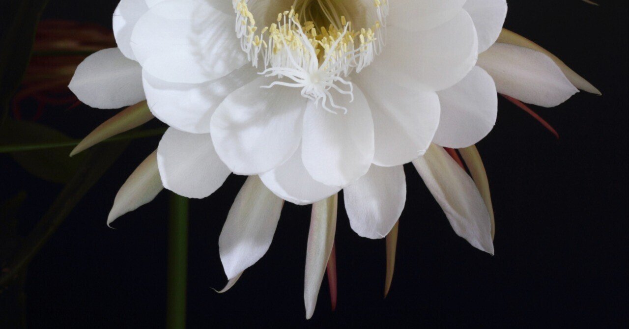 スカートの百鬼夜行｜Ami Koda