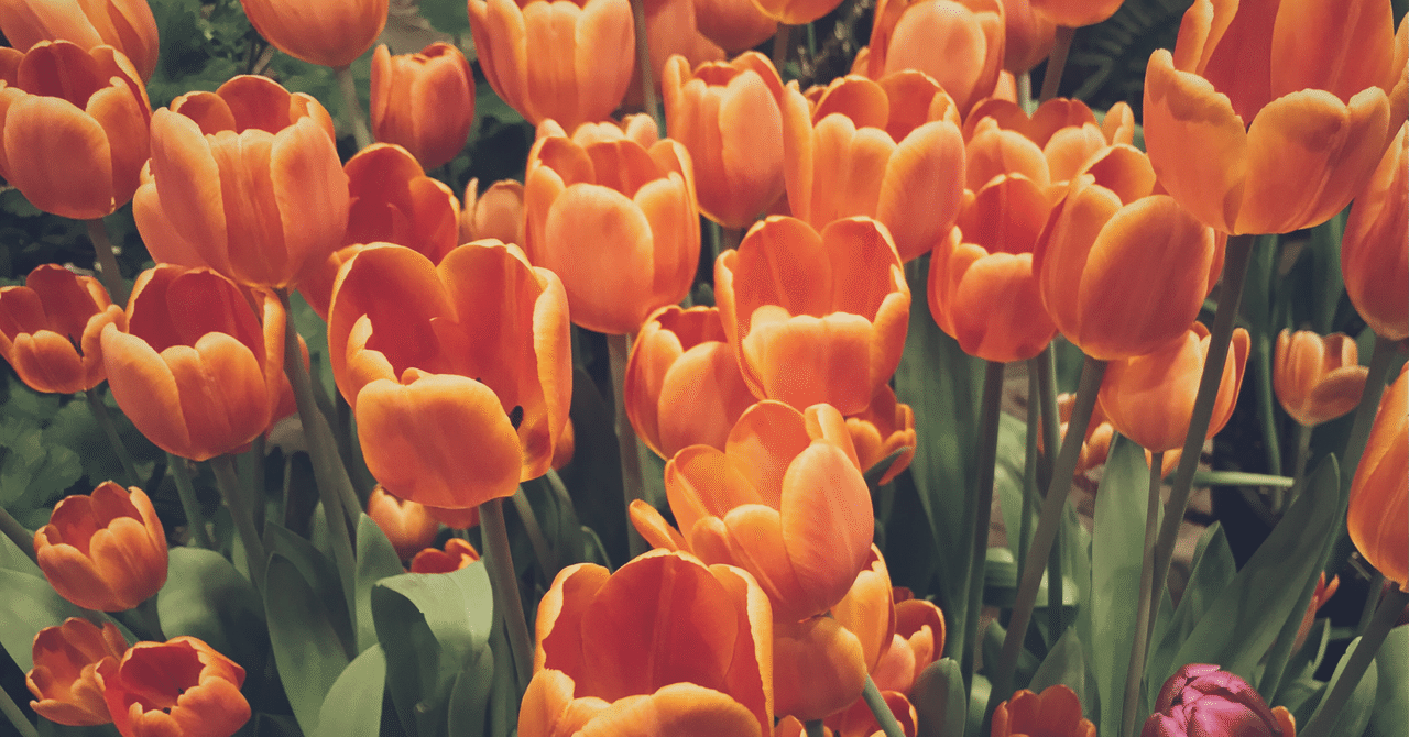 Day 2 花屋をクビになった話｜hidamari_ellie