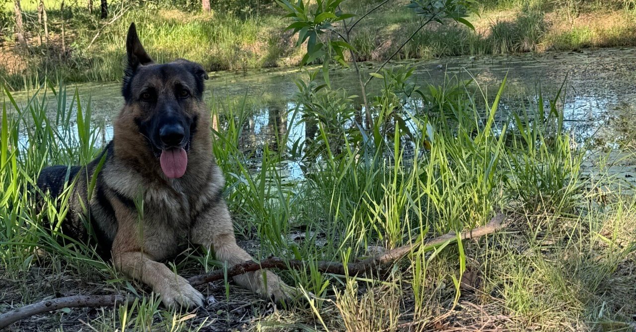 家の敷地で週末ピクニック｜Muff Hiro