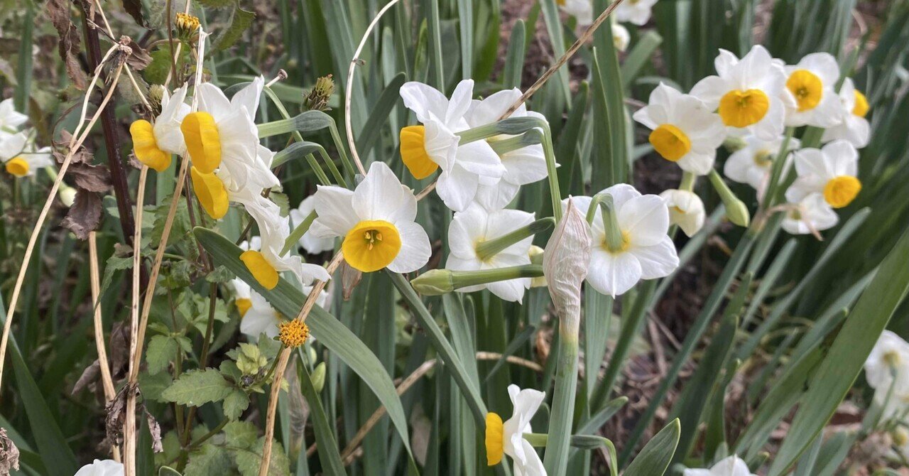 日本水仙花盛り｜之哲／Yuki Satoru