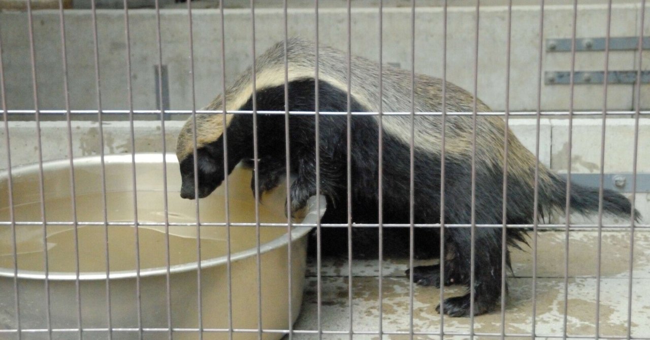 ラーテル African Ratel｜M_ayumi