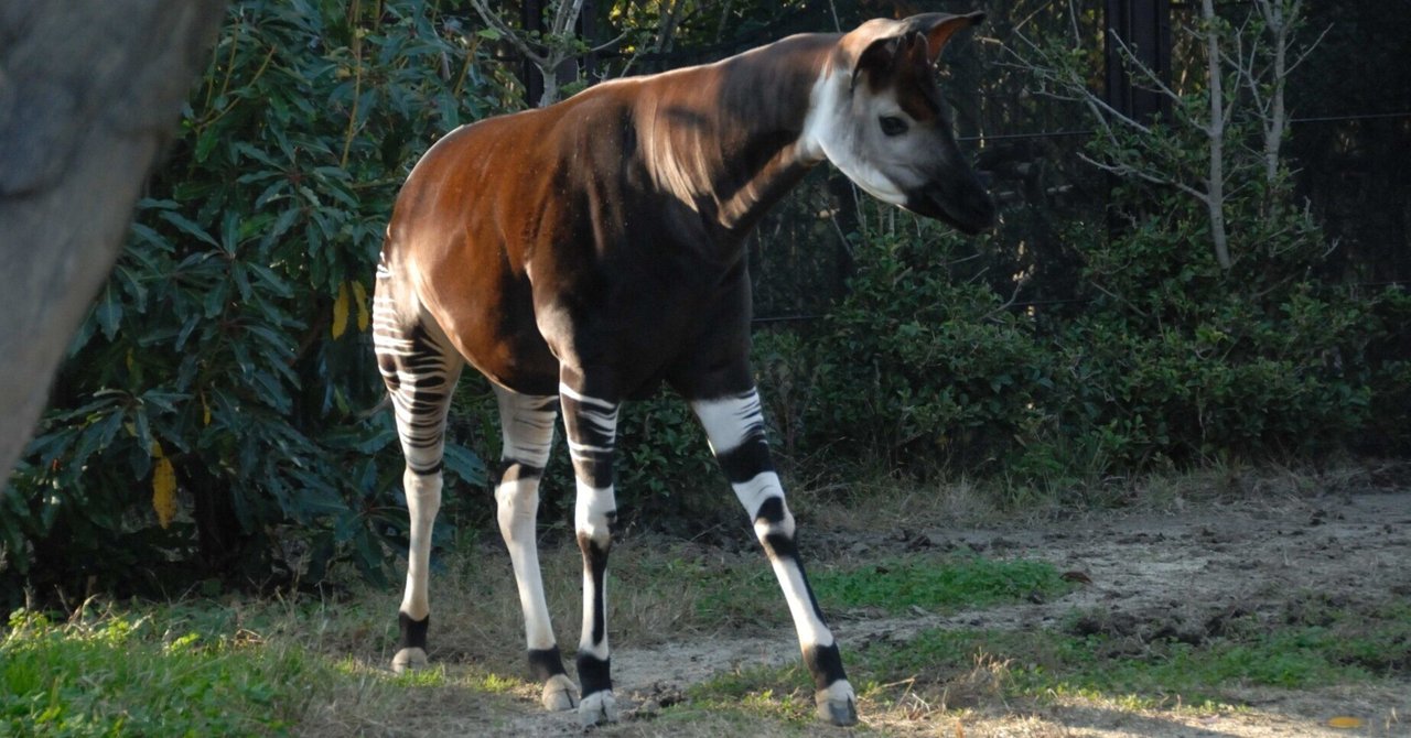 オカピ Okapi｜M_ayumi