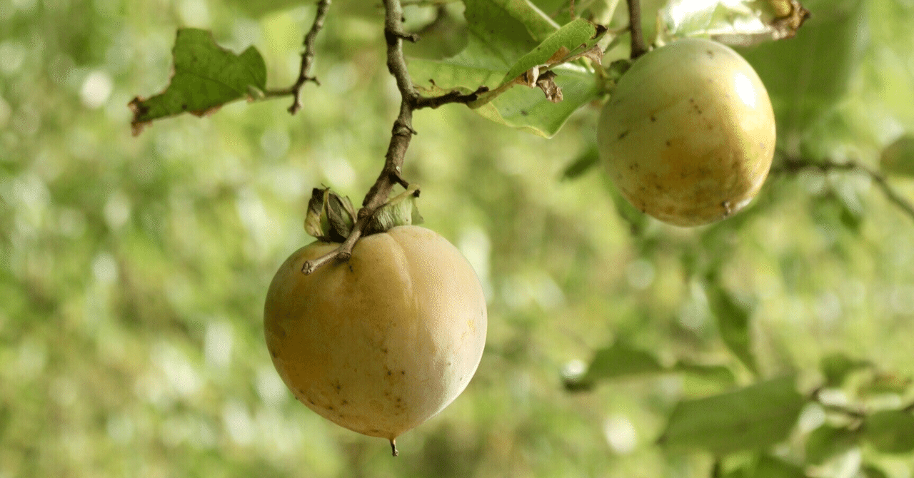 “消費”から“投資”へ（但し「投資信託」は投資とは呼ばない）｜Makot（まこっちゃ）