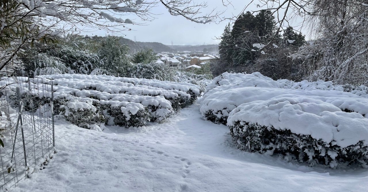 1/16 茶畑の様子｜kazu-tomiyacha