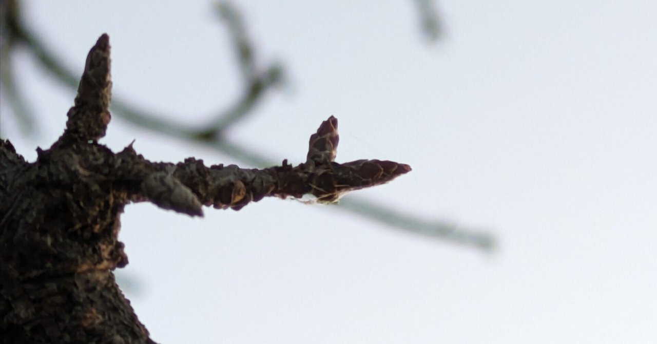 一枚の画像〜最後の一葉｜ichiro70