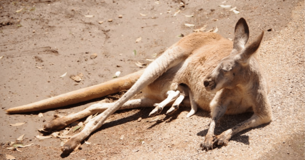 「エッセイ」ポケットの中｜sanngo