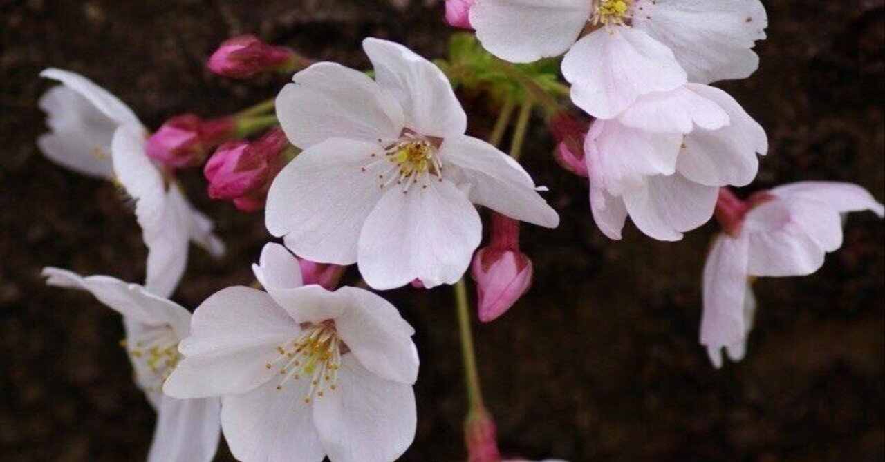 脳卒中からの復活｜Kunihiro Murata