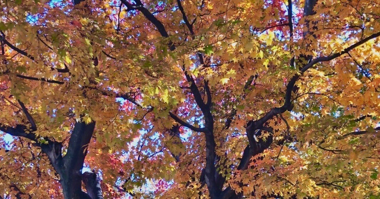 役所広司主演「Perfect Days」観ました｜yoshie@嫁っこ