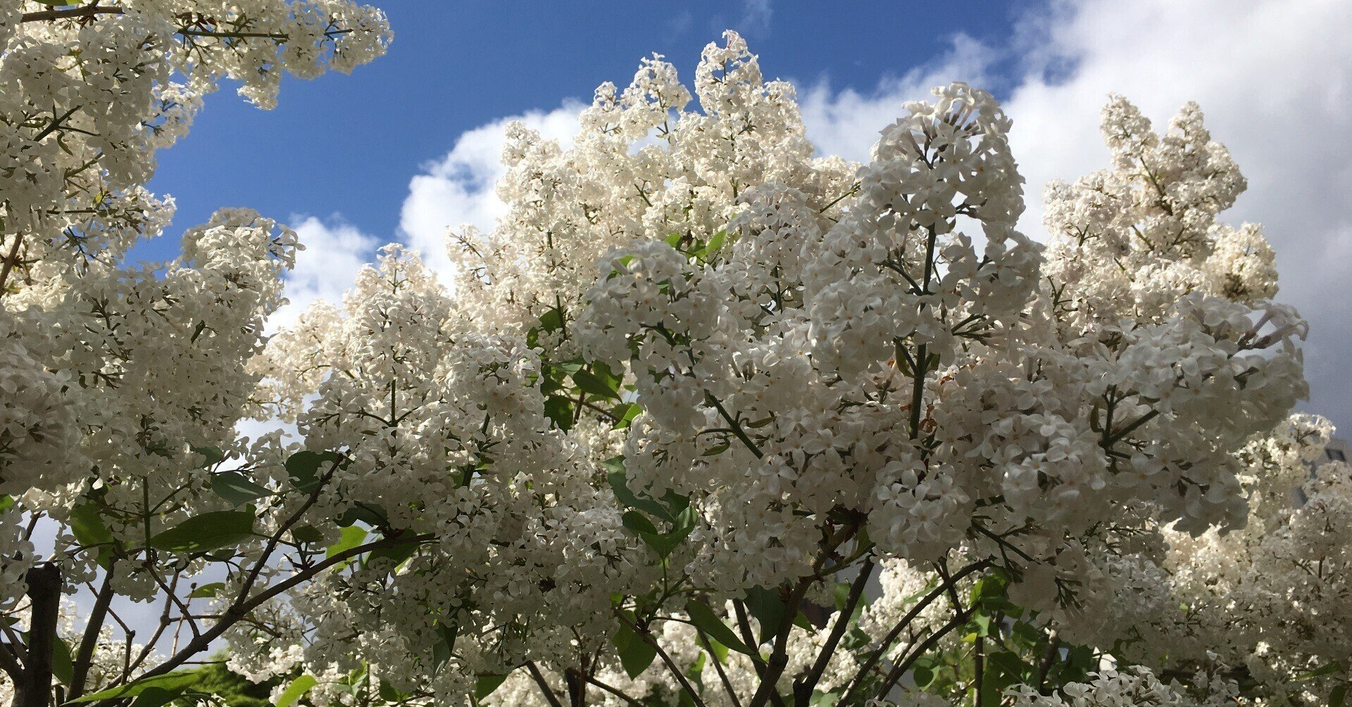 yuzuki-pengel｜note