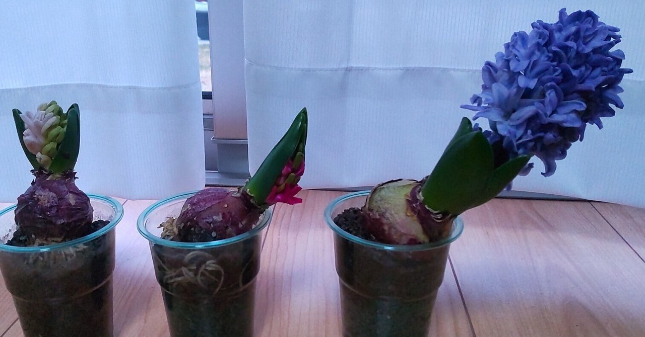 30代になって、自分のためだけに生きるのに飽きてきた｜kako