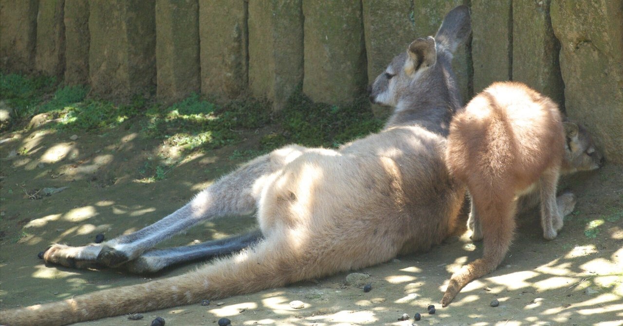 ケナガワラルー Wallaroo｜M_ayumi