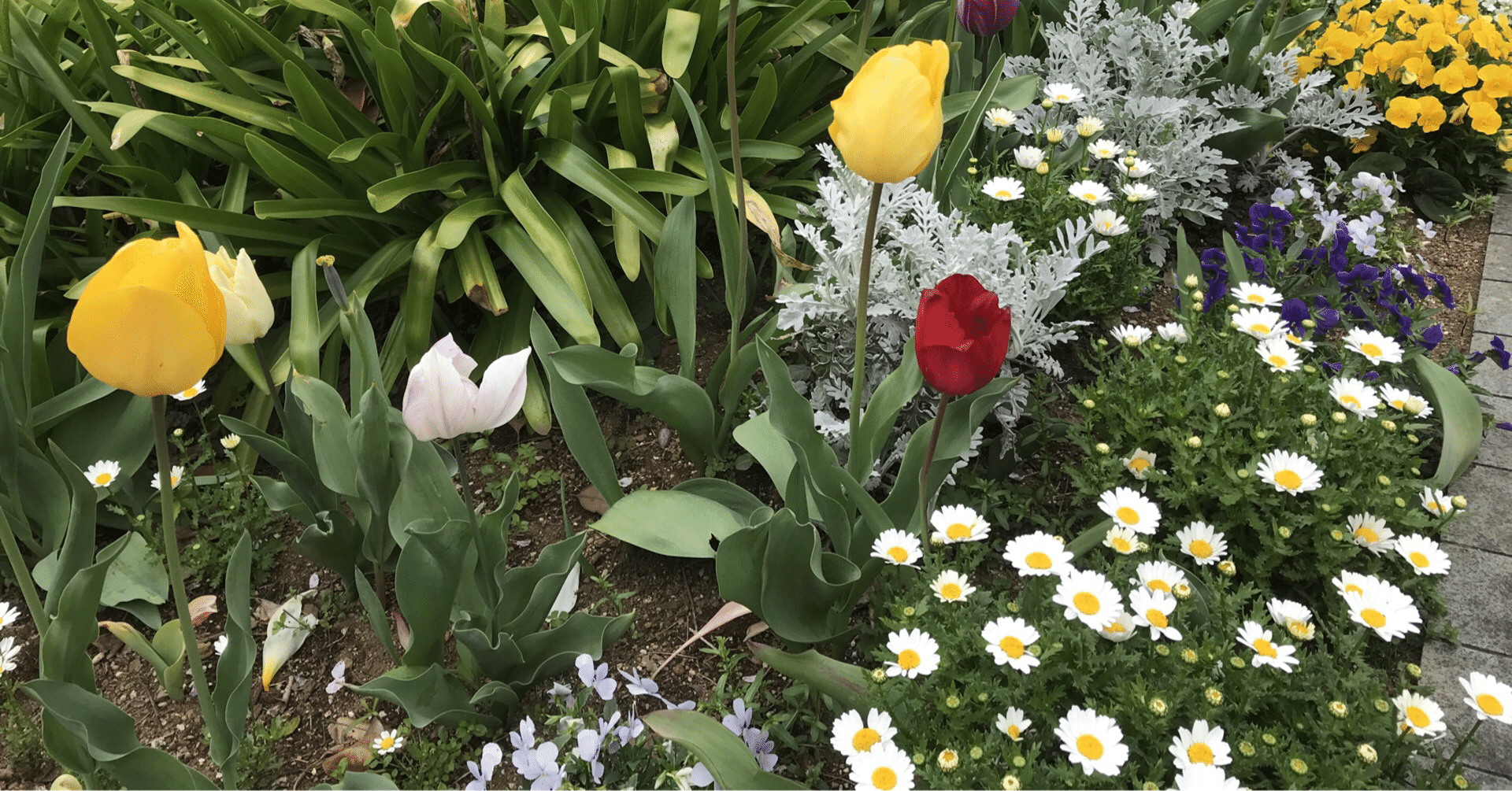 siho_sho 🌸 tenkaranokoe｜note