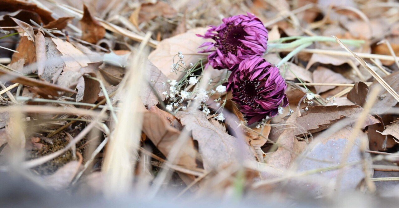 名もなき命｜Shuna Kana ｼｭﾅ ｶﾅ