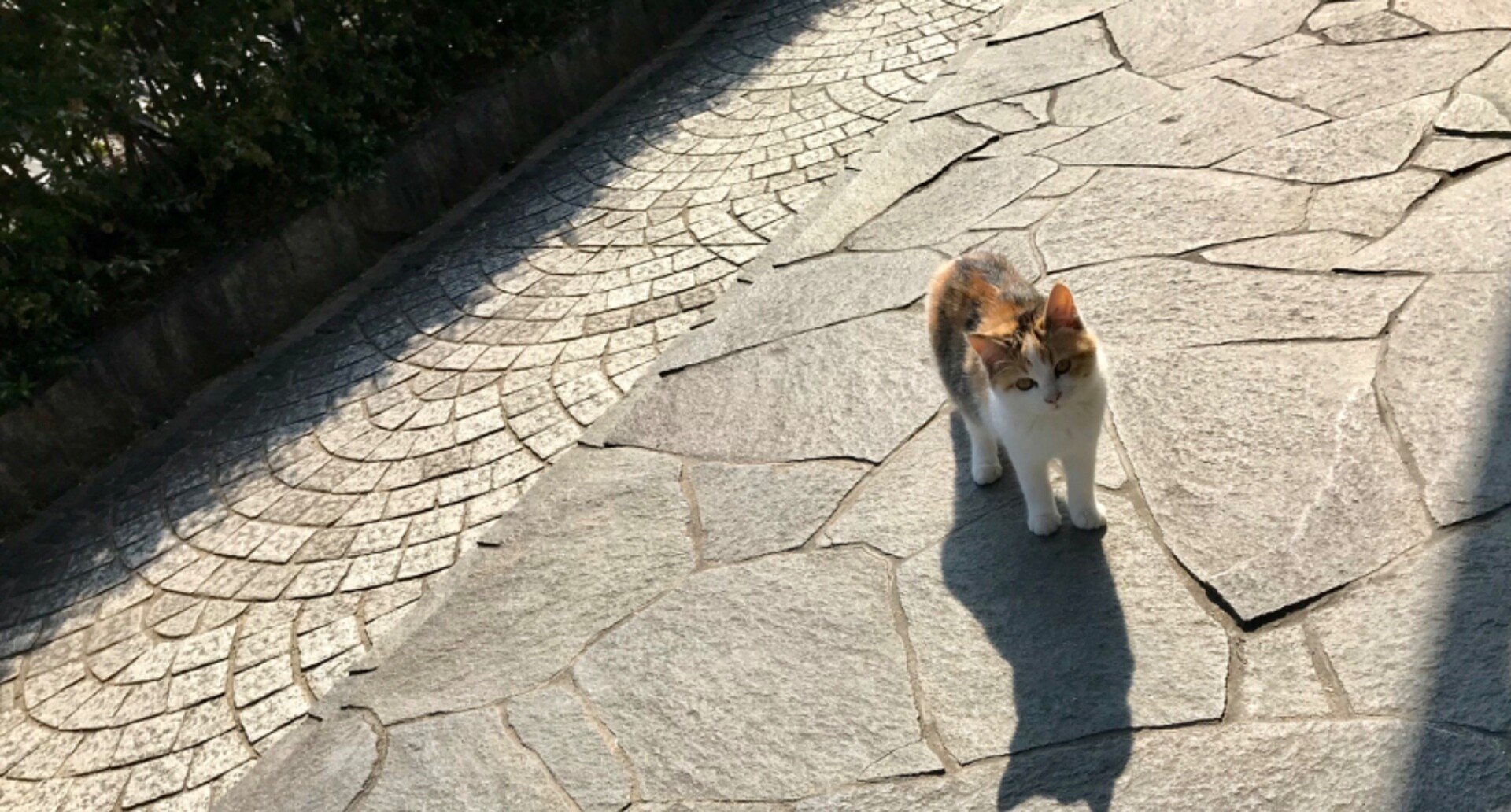 動物｜nekomi｜note