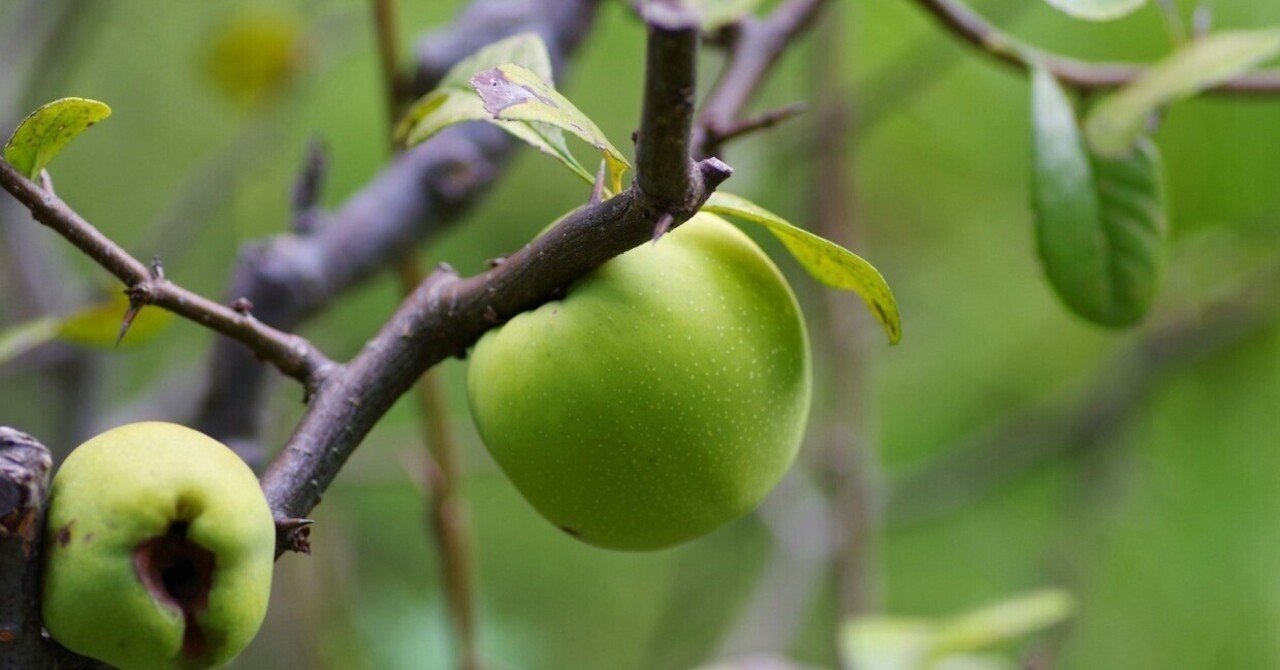 ネットSNSの田舎町ってどこなの？｜racoco