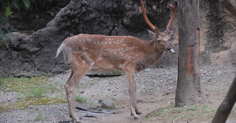 エゾシカ Ezo Sika Deer｜M_ayumi