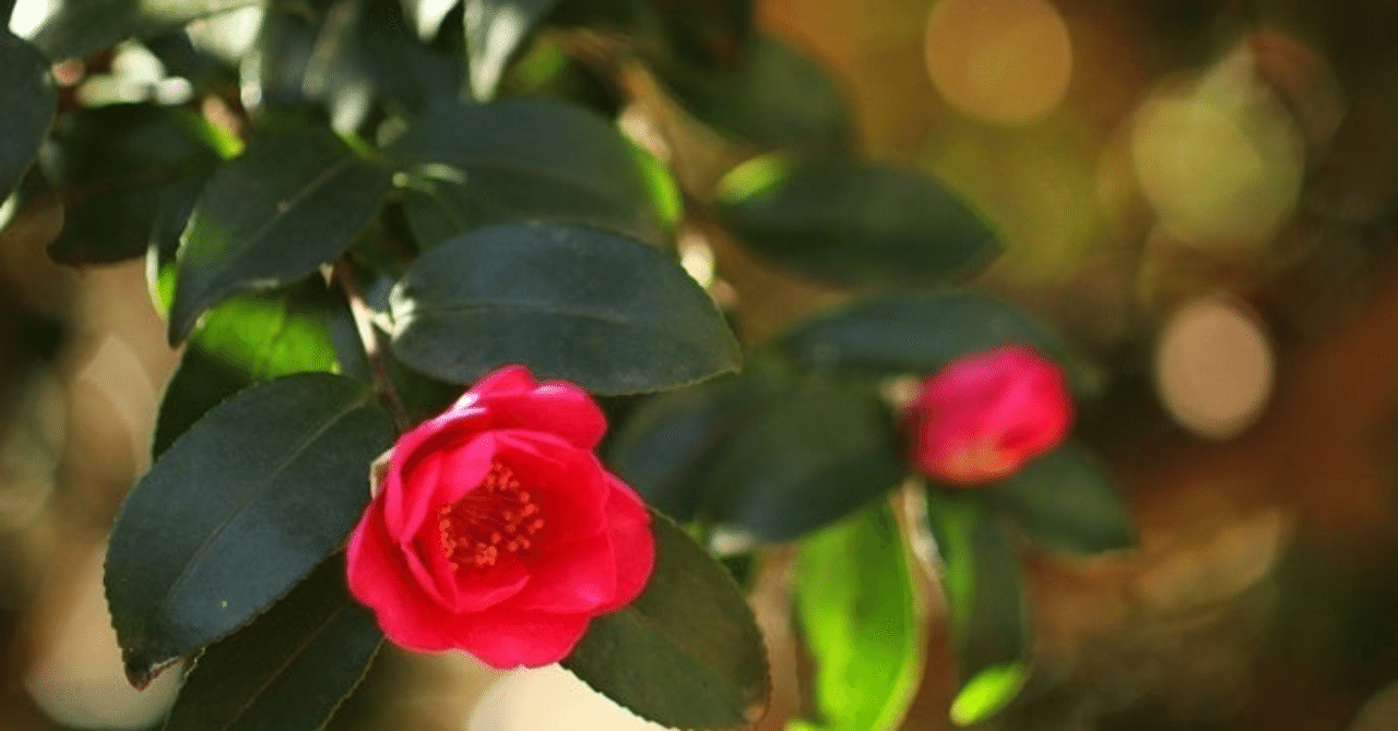 tex 技術動向 その2｜blue06_2022