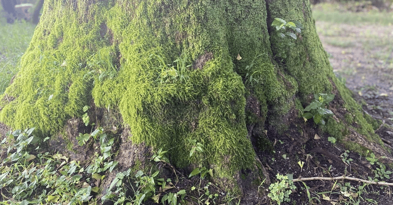 今朝の感謝♪2024.1.21♪｜karin