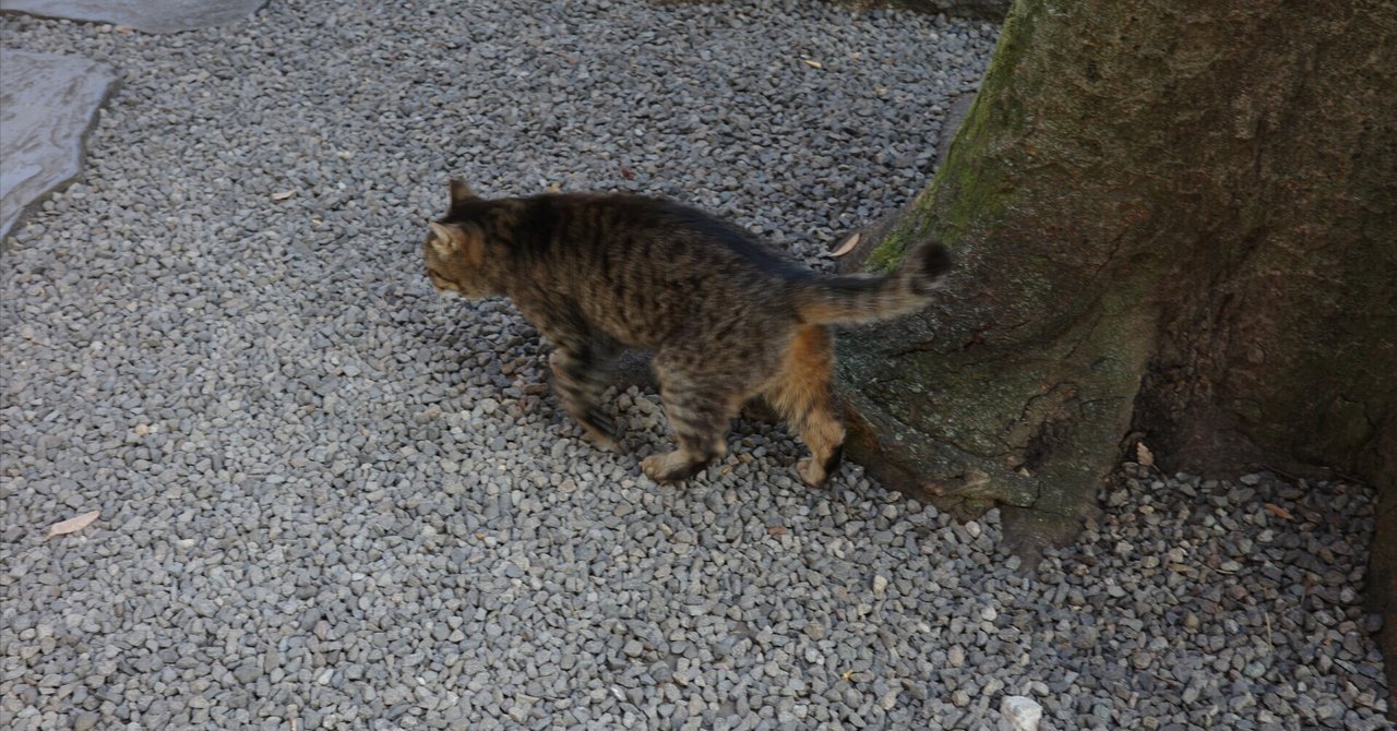 I. 隻眼 [猫と義兄ー猫編]｜Etsuko Rosal