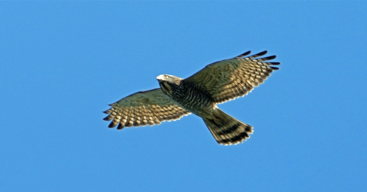 #18 「信念」と「思い込み」は紙一重（2024/1/22）｜加治木 基洋