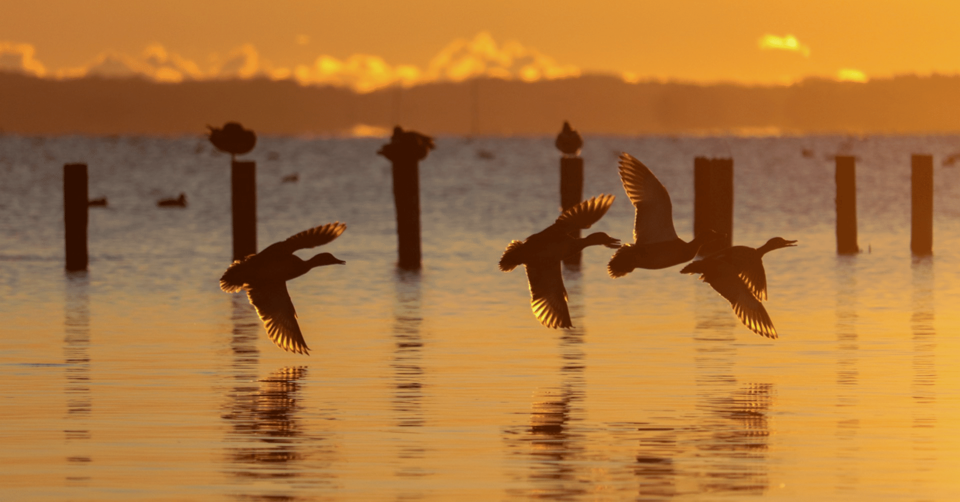 霞ヶ浦の朝焼け｜杉原 順／Jun Sugihara／ス・ギー｜note