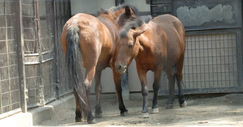 ノマウマ Noma Horse｜M_ayumi