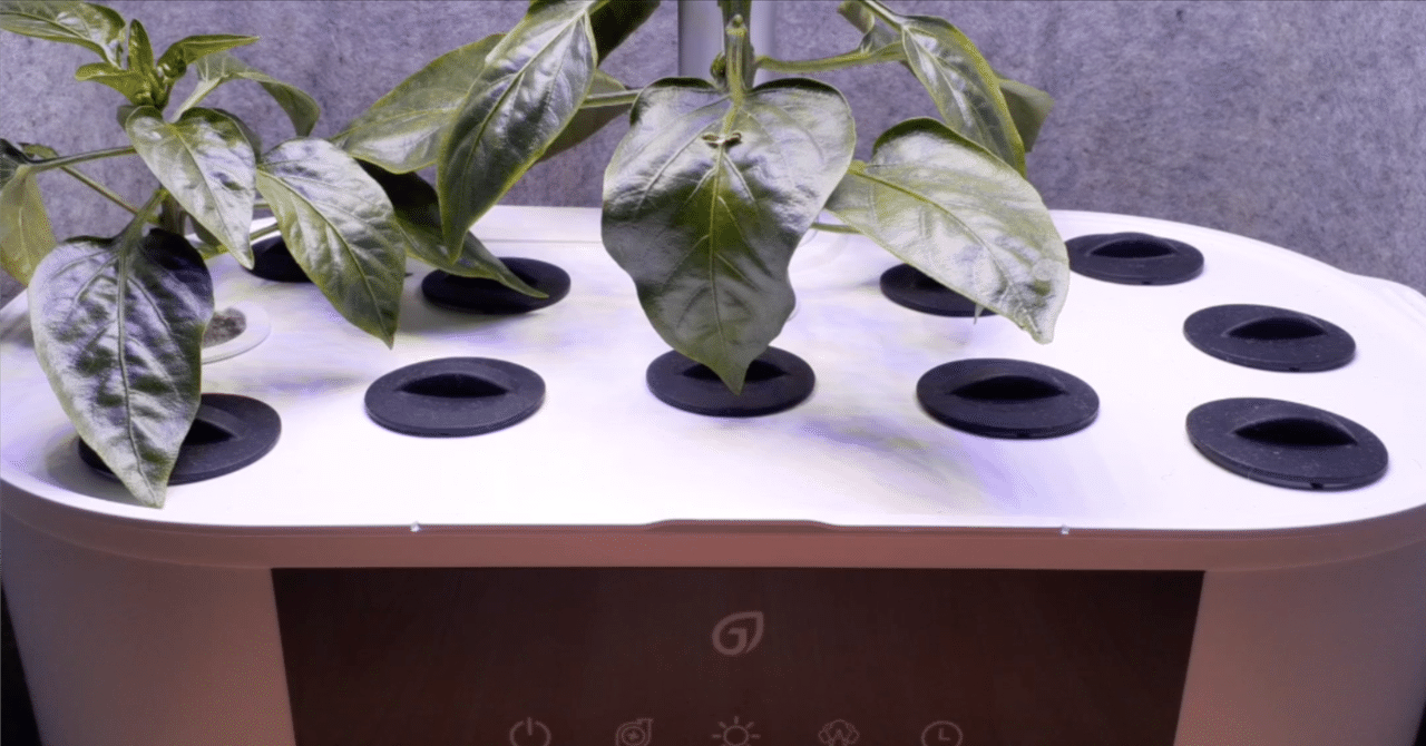 家庭菜園.2 【99日目〜105日目】｜Aqua Farmer