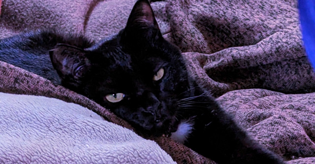 PANTERA CAT "COO"｜K.CHACHA8898