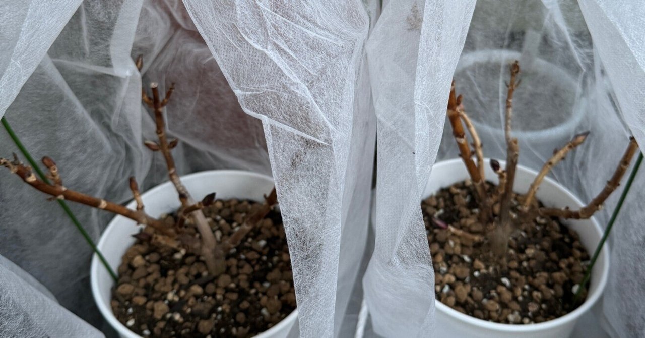 アジサイ植え替え｜穂の気ままライフ