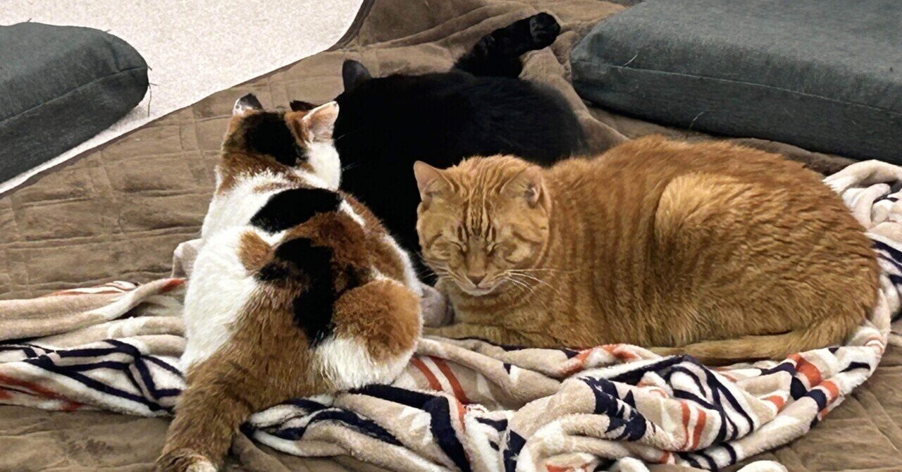 おむすびトライアングル｜保護ねこカフェおむすび