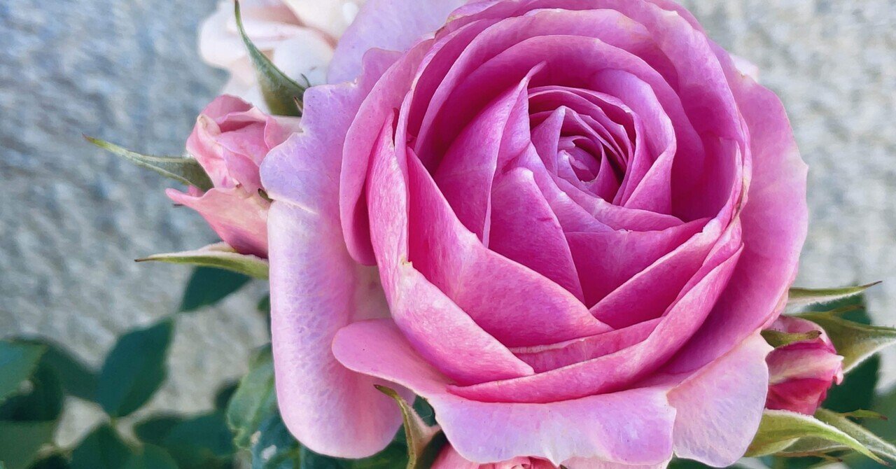 情熱の薔薇｜spica@インディゴ・ライトワーカー