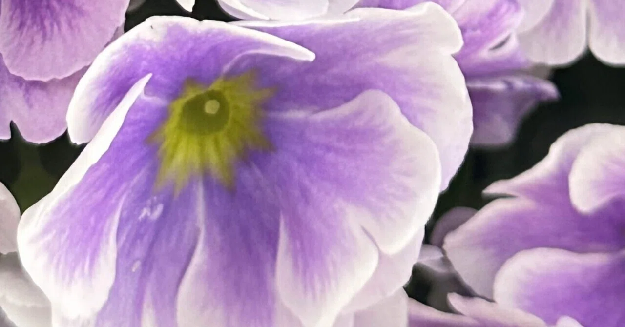 PRIMULA OBCONICA - TOUCH ME BLUE｜EGGSEED