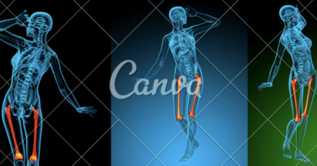 大腿全面の筋肉【表層筋】③｜muscle poetry