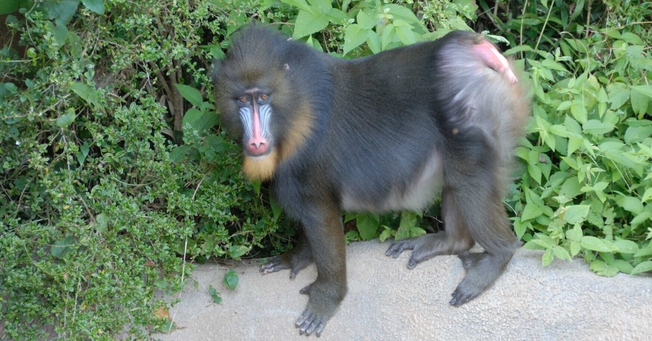 マンドリル Mandrill｜M_ayumi