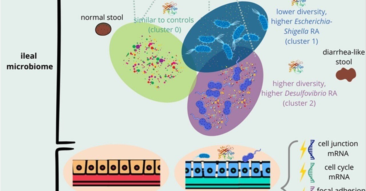 細胞致死性膨張毒素Bの接種により、齧歯類モデルにおいて異なる腸内マイクロタイプとIBS-D様のマイクロRNAを介した遺伝子発現変化が生じる｜哉百名