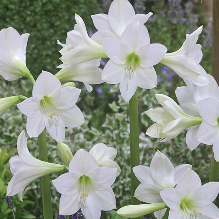 アマリリスのお話です🪄.ﾟ☆*。｜warmnoel