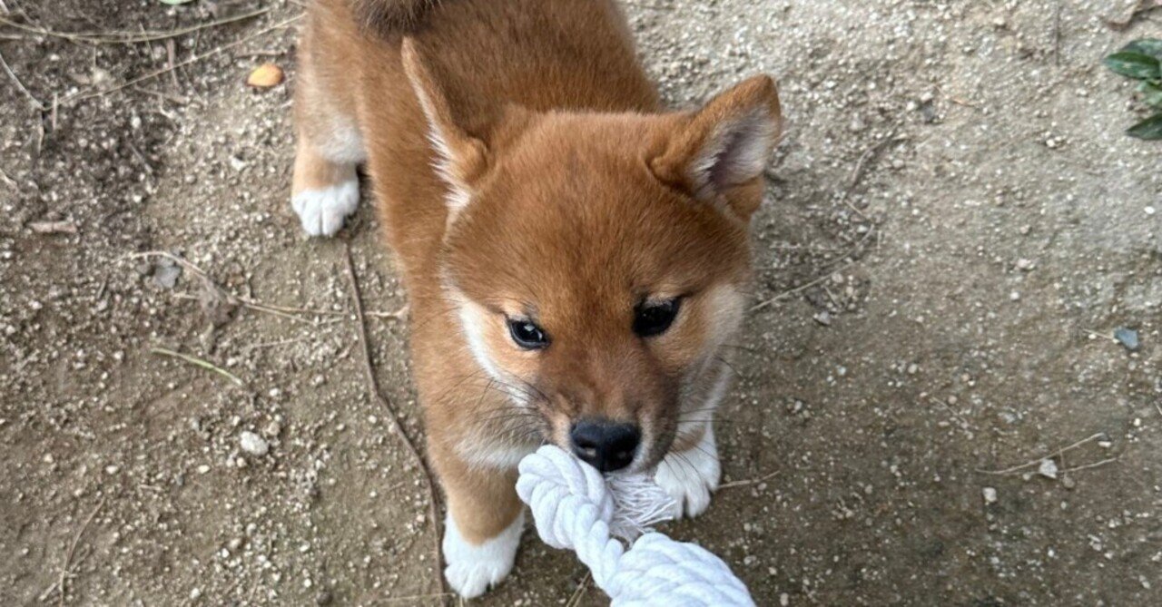 こなつチャンネル(64)癒し効果｜NicePapa 平野 尚志