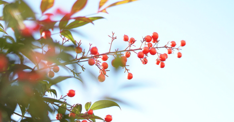 kuronekomarimo｜note