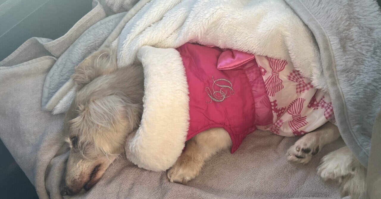 12月はじめ 17歳高齢犬介護開始、その後｜my1181