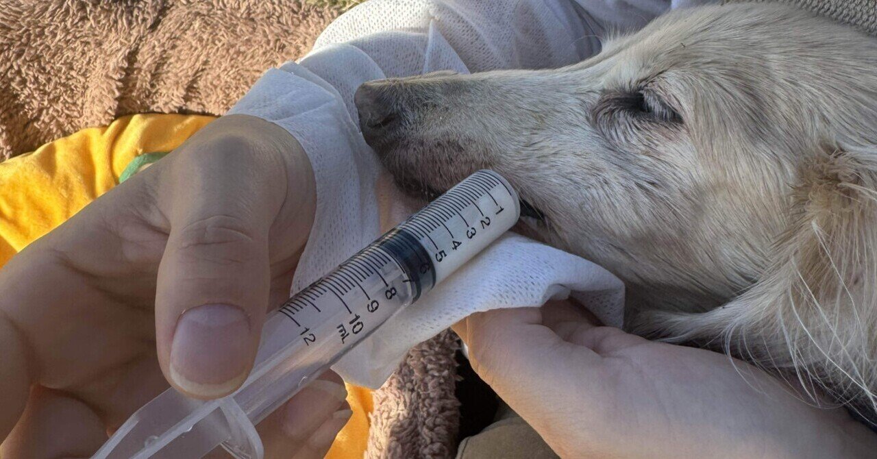 高齢犬 介護 食事 自力で食べない〜固形を食べられない子｜my1181
