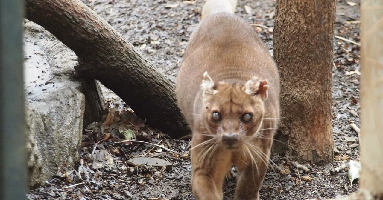 フォッサ Fossa｜M_ayumi